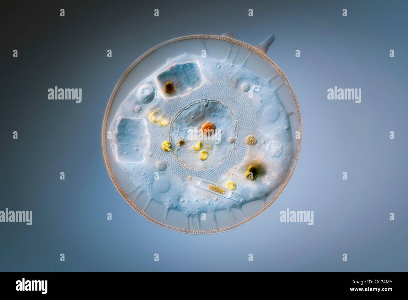 Differential interference contrast (DIC) light micrograph of a shelled ...