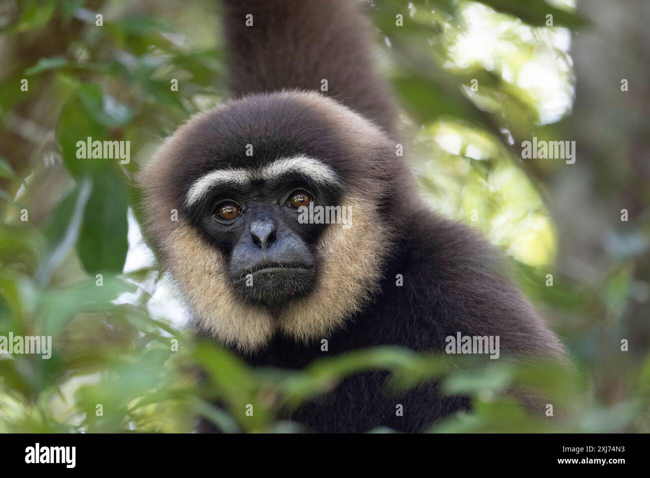 Bornean white bearded gibbon (Hylobates albibarbis). Photographed in ...