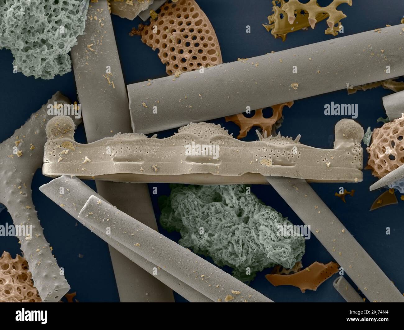 Coloured scanning electron micrograph (SEM) of a fossilised Biddulphia ...