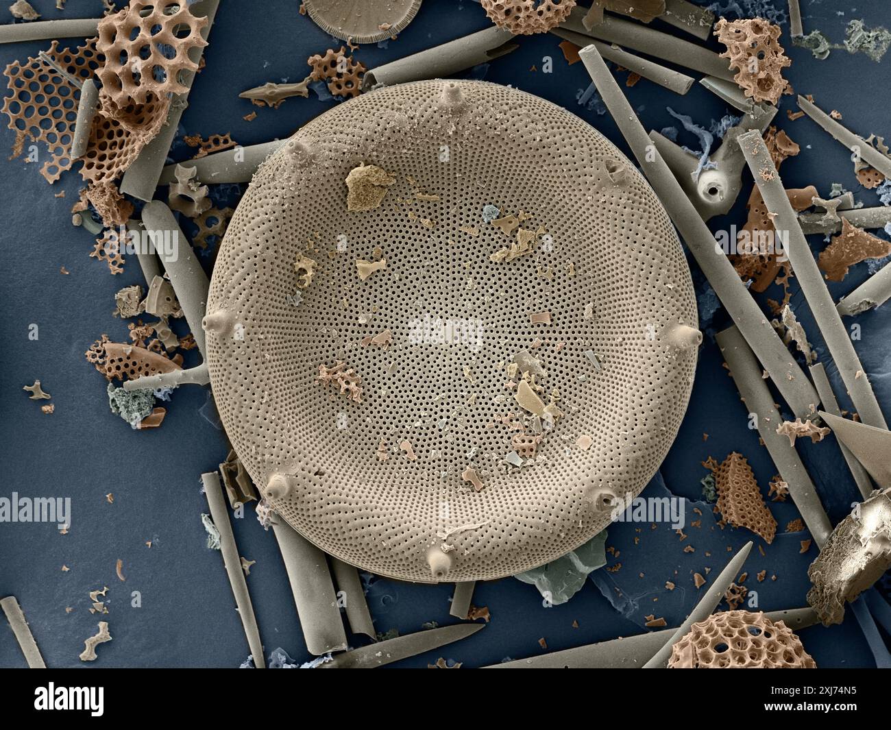 Coloured scanning electron micrograph (SEM) of a fossilised ...