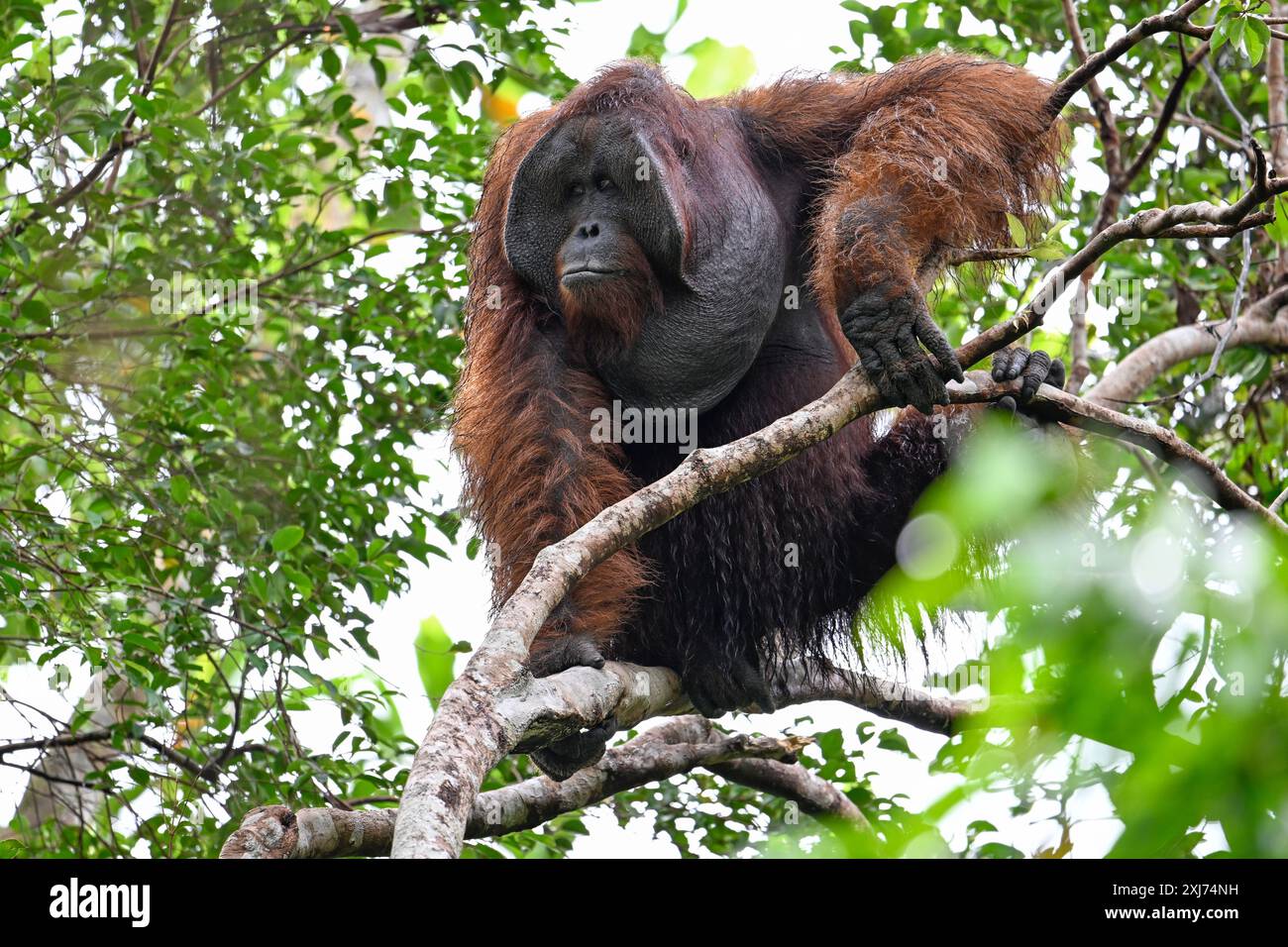 Adult flanged male Bornean orangutan (Pongo Pygmaeus). Photographed in ...