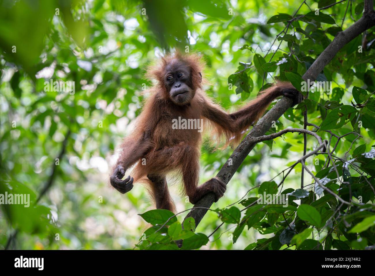 Infant Sumatran orangutan (Pongo abelii) developing its tree climbing ...