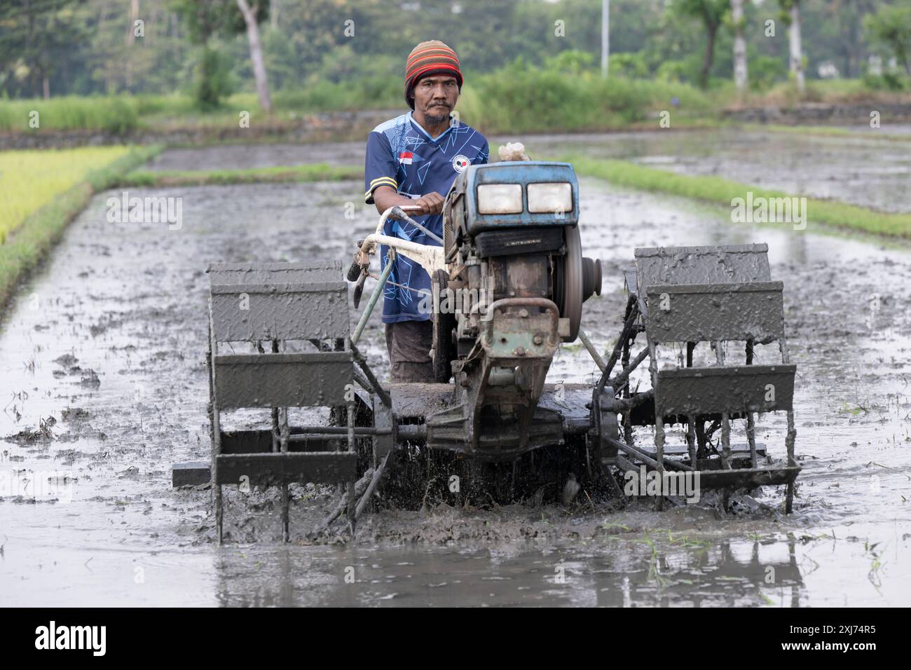 Rototiller being used to aerate the soil prior to planting a rice crop ...