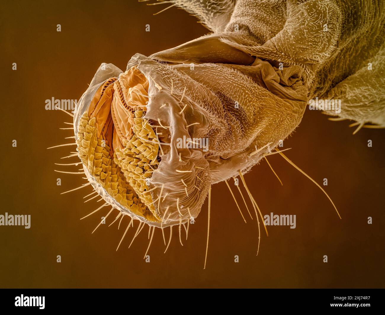 Coloured scanning electron micrograph (SEM) of the mouth structure of a ...