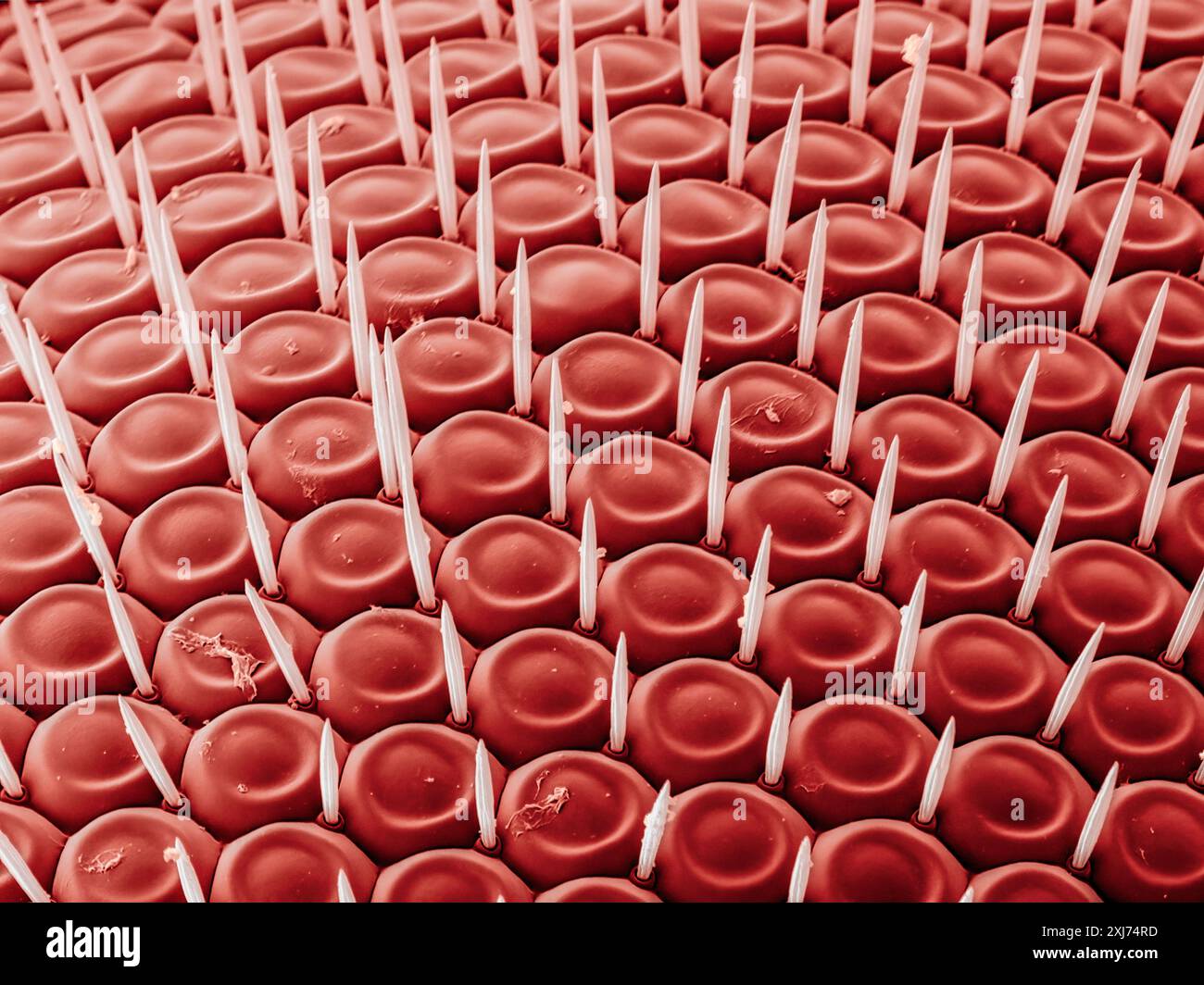 Coloured scanning electron micrograph (SEM) showcasing the compound eye ...
