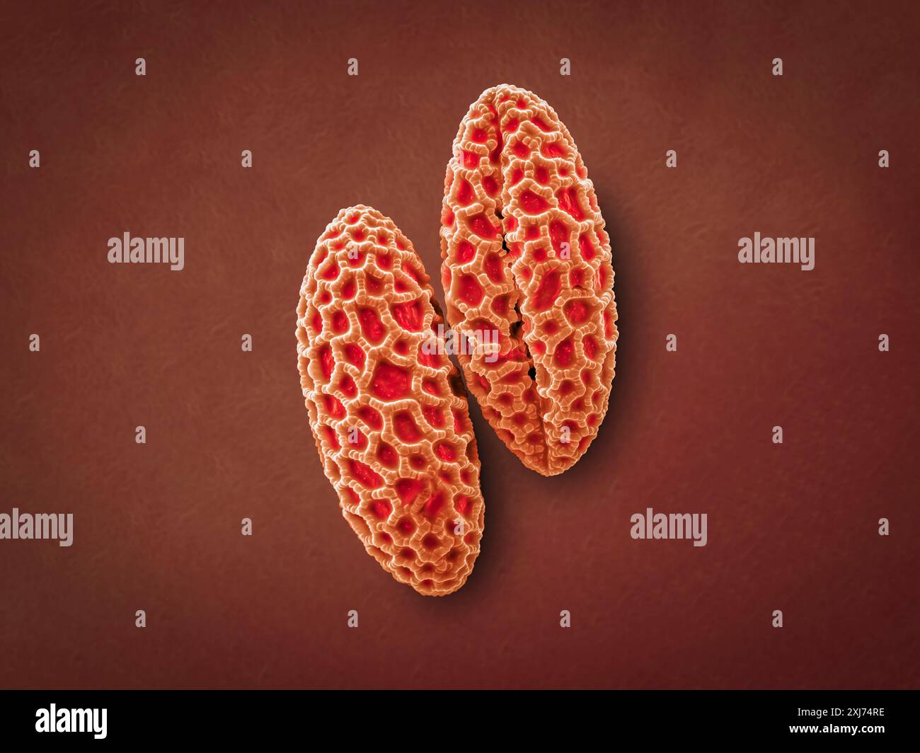 Coloured scanning electron micrograph (SEM) of lily pollen. The ...
