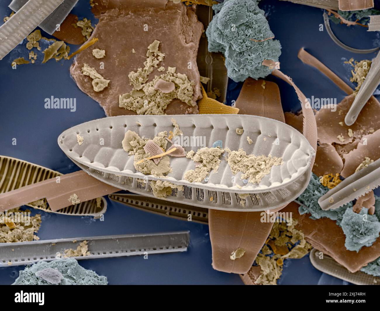 Coloured scanning electron micrograph (SEM) of a fossilised Surirella ...