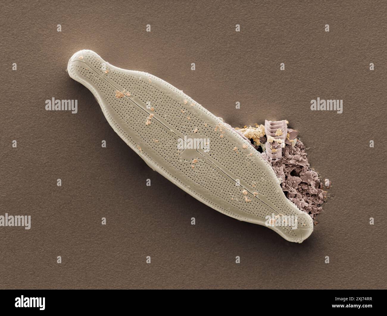 Coloured scanning electron micrograph (SEM) of a fossilised Neidium sp ...