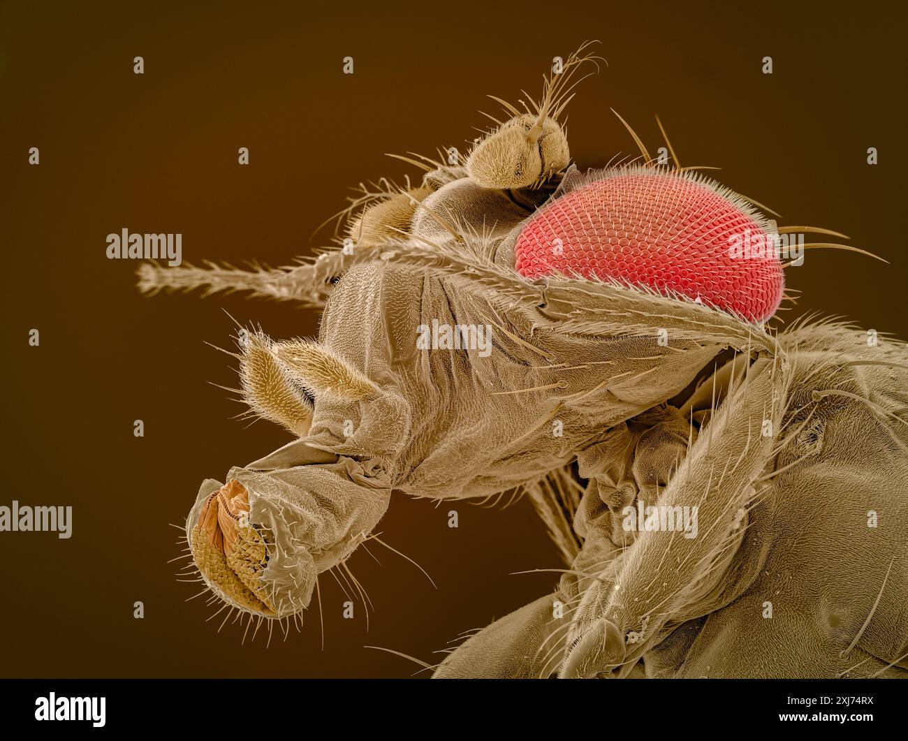 Coloured scanning electron micrograph (SEM) shows the head of a fruit ...