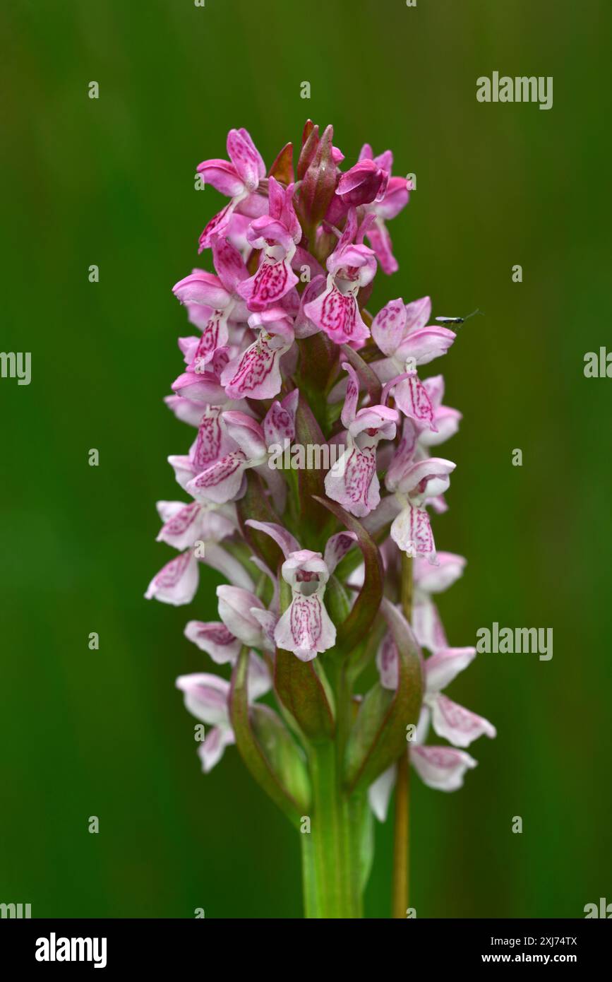 Early marsh orchid (Dactylorhiza incarnata) in flower. Photographed in Dorset, UK Stock Photo ...