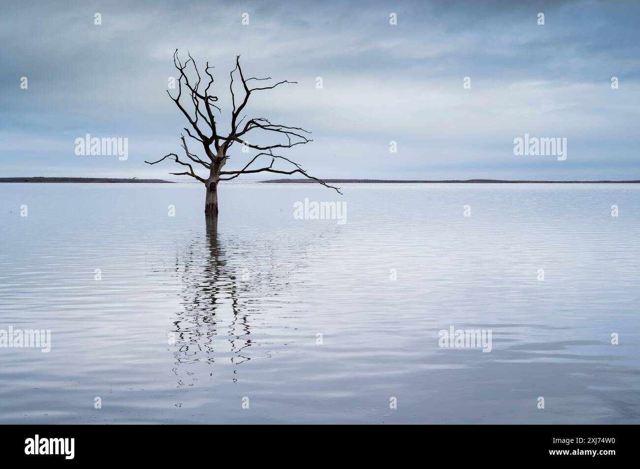 Tree killed by flooding due to coastal erosion, UK Stock Photo - Alamy