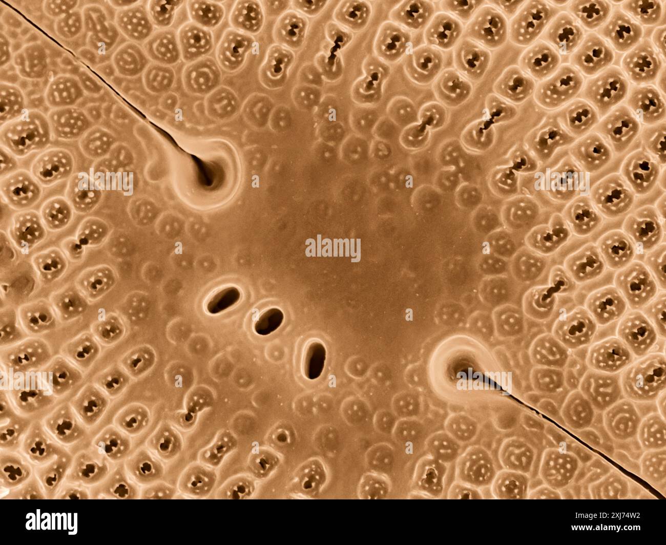 Coloured scanning electron micrograph (SEM) of a Didymosphenia geminata ...