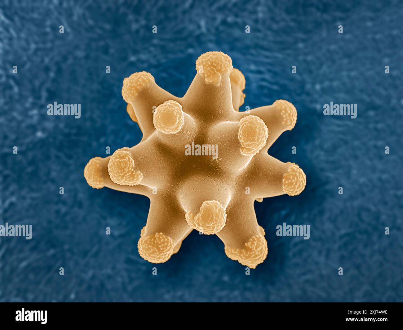 Coloured scanning electron micrograph (SEM) of a silica-based spicule ...