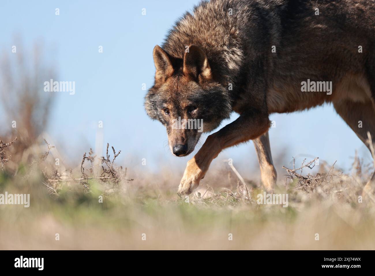 Wolf walking (Canis lupus signatus). Photographed in Spain Stock Photo ...