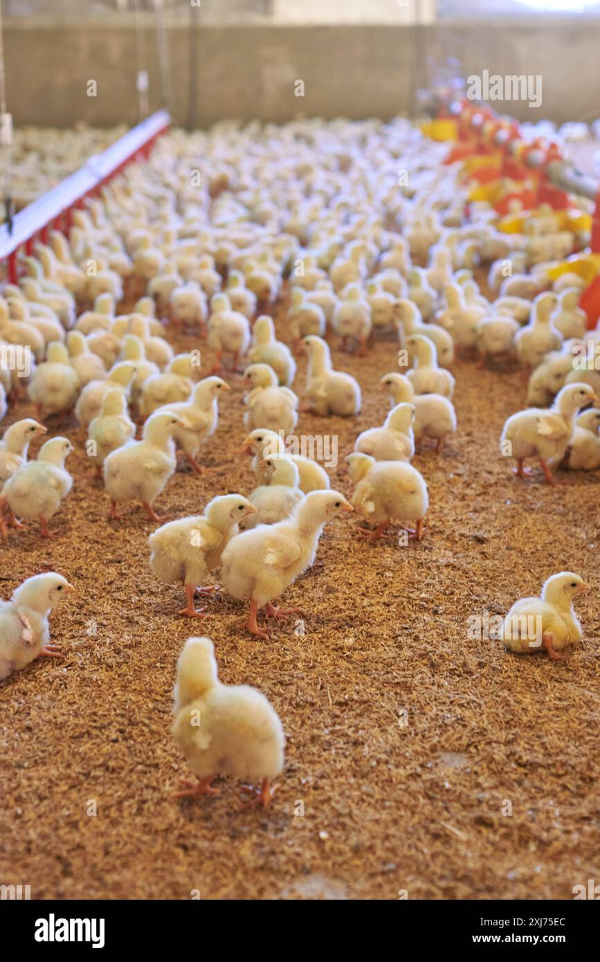Baby chickens eating hi-res stock photography and images - Alamy