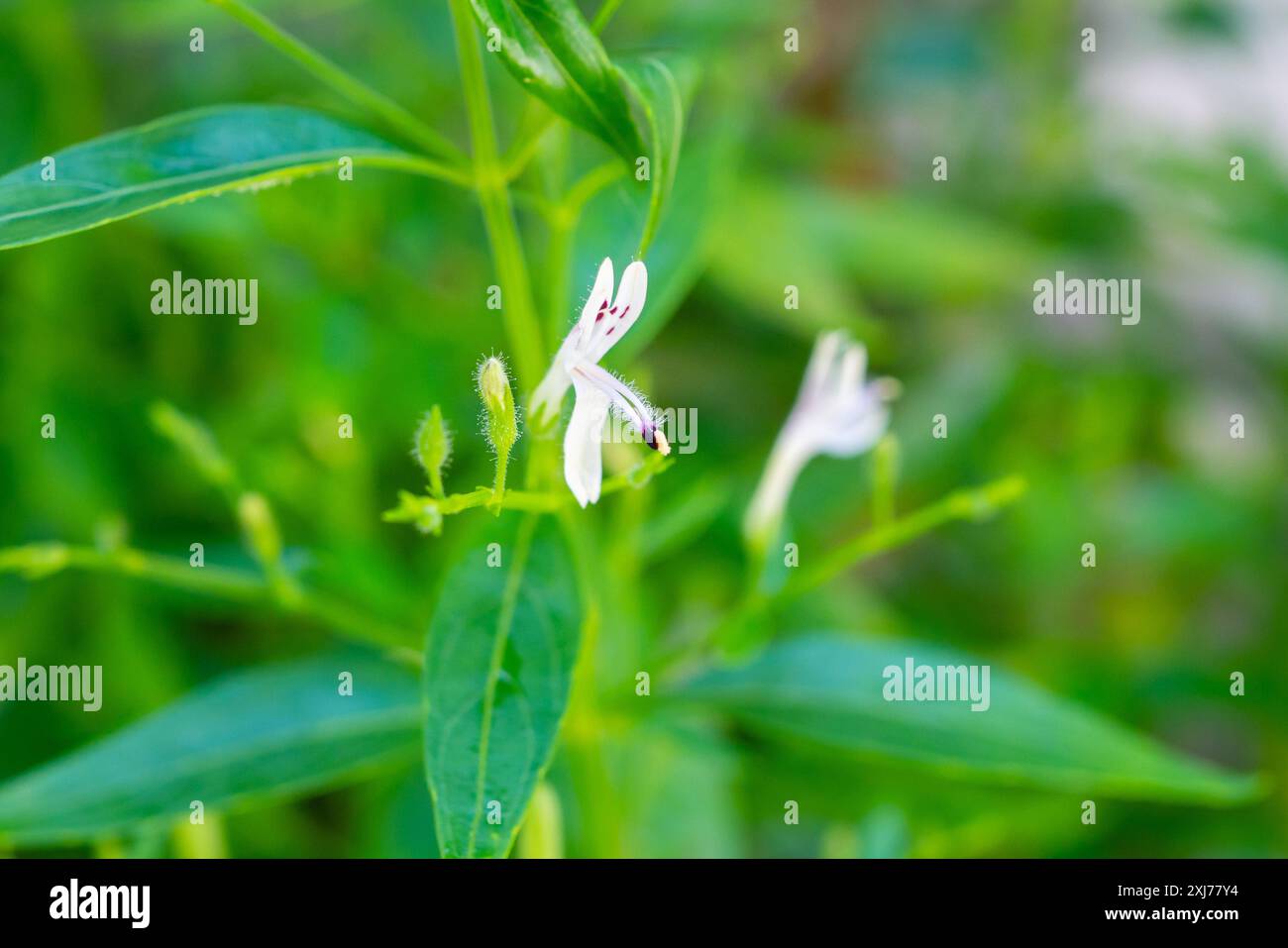 Andrographis paniculata fresh Thai herbal medicine herbs organic plant ...
