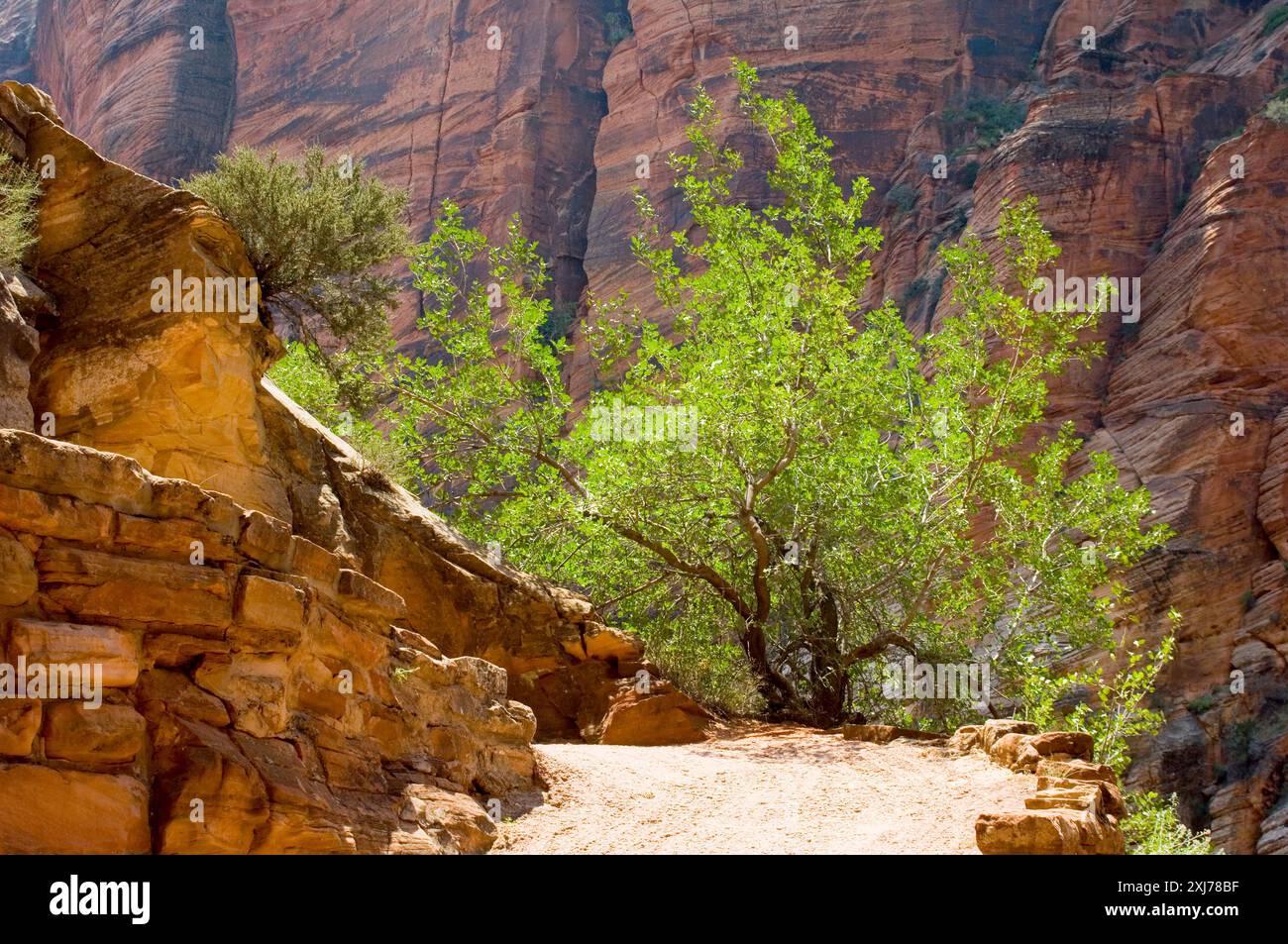 ANGELS LANDING, ZION NATIONAL PARK, SPRINGDALE, UTAH, USA: Switchbacks ...