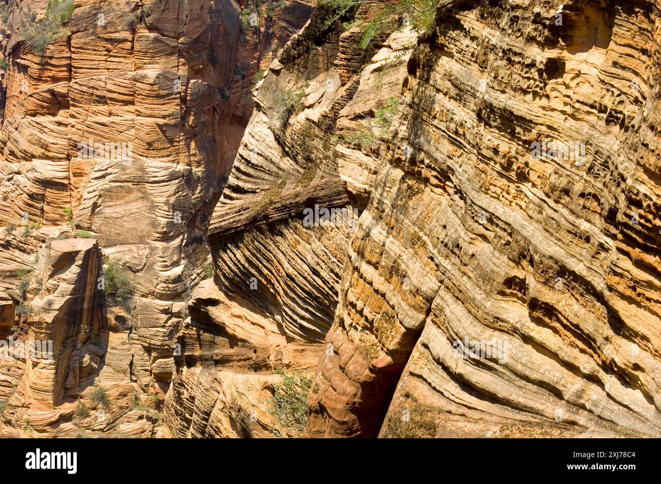 ANGELS LANDING, ZION NATIONAL PARK, SPRINGDALE, UTAH, USA: Switchbacks ...