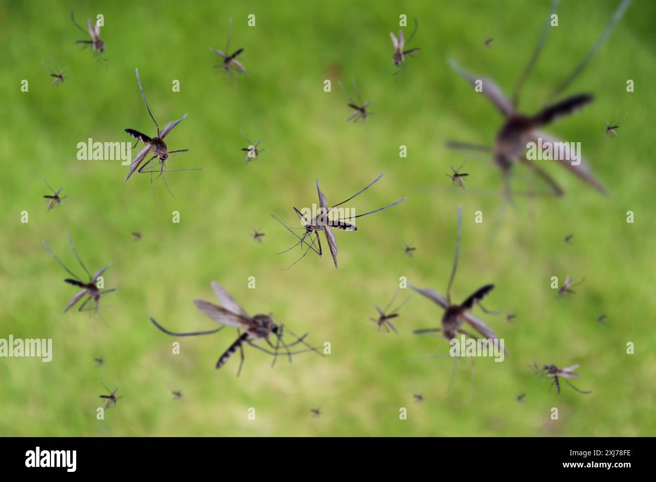 Female mosquito magnification hi-res stock photography and images - Alamy