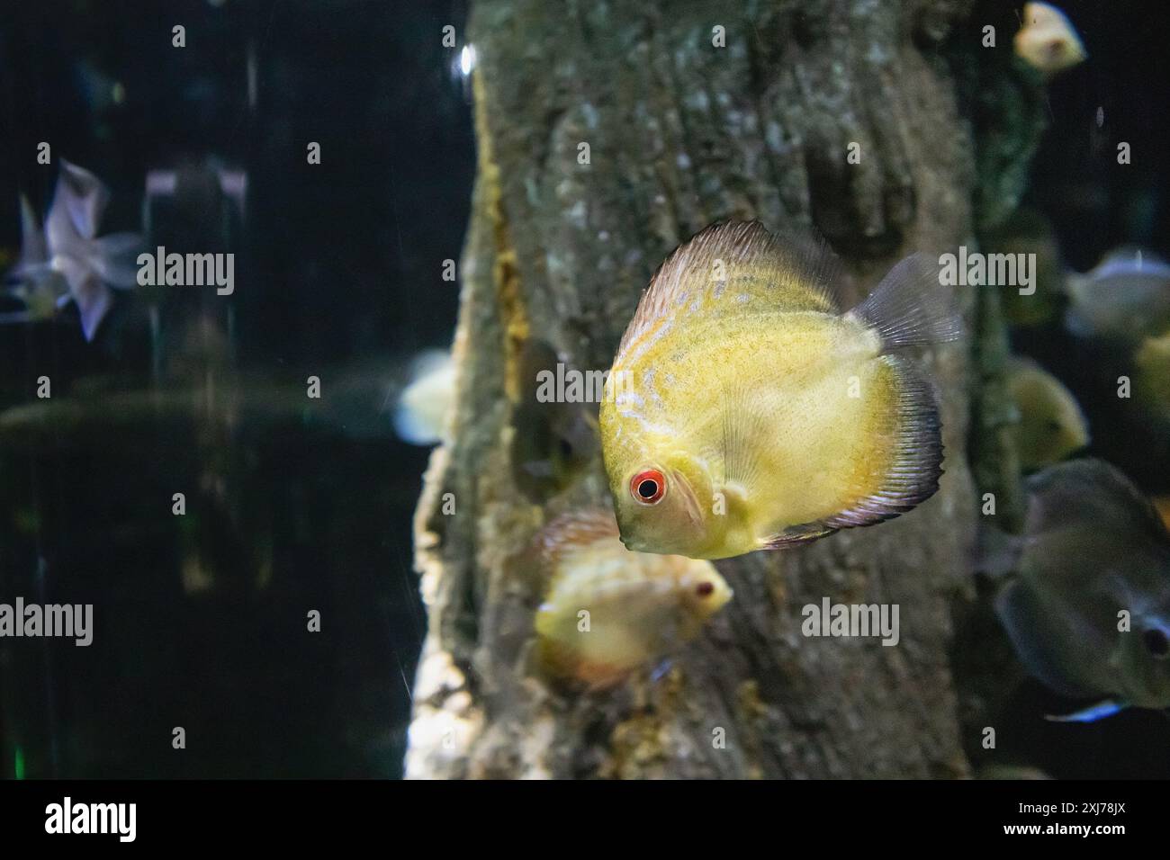 Pompadour fish hi-res stock photography and images - Alamy