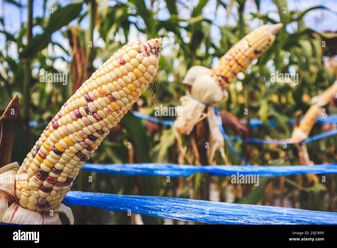Corn cob with green leaves growth in agriculture field outdoor Stock ...