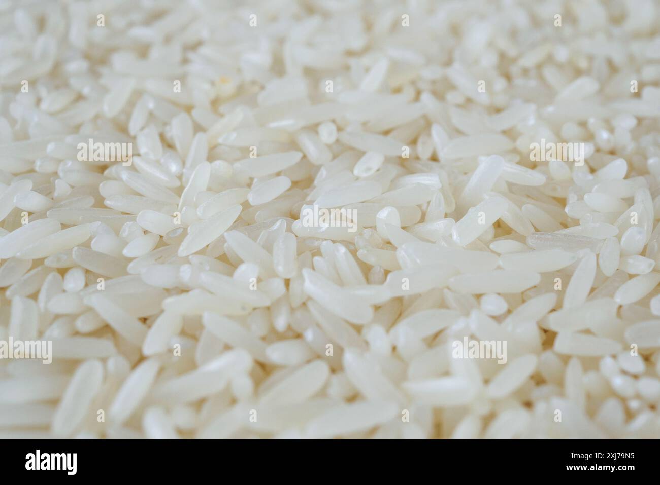 Thailand Jasmine rice grains texture background close up Stock Photo ...