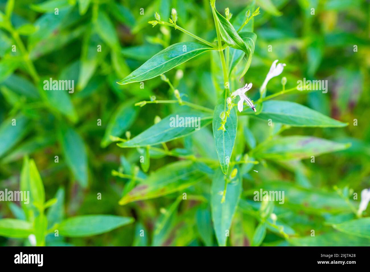 Andrographis paniculata fresh Thai herbal medicine herbs organic plant ...