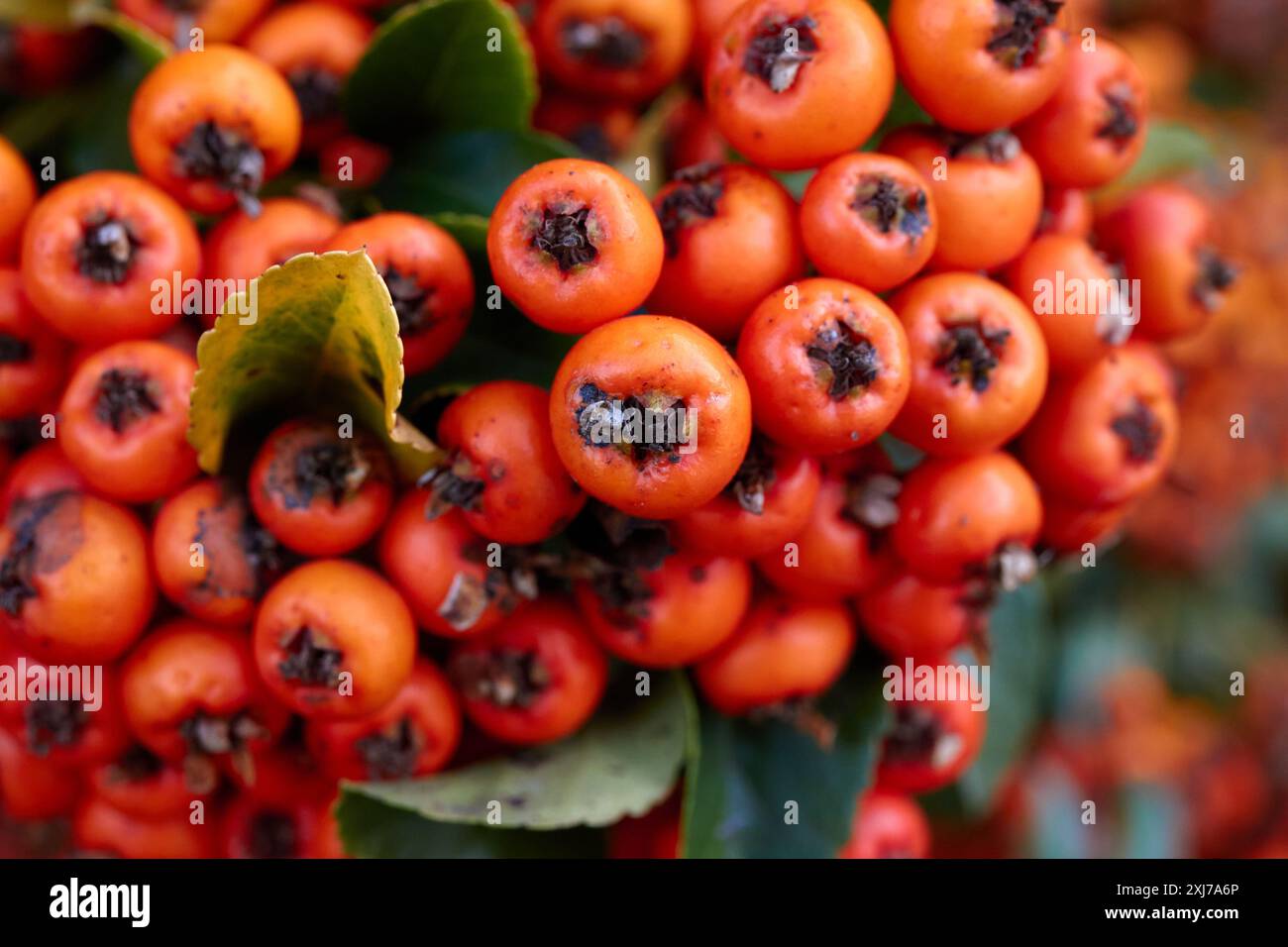 Firethorn bunch hi-res stock photography and images - Alamy