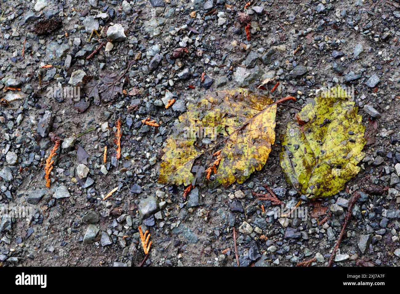 Plant leaf two leaves hi-res stock photography and images - Alamy