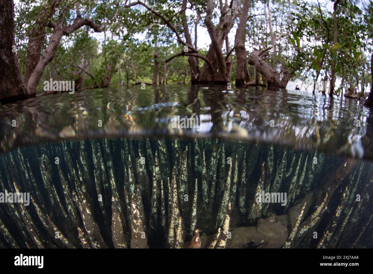 Spiky pneumatophores rise from a mangrove forest on the coast of ...