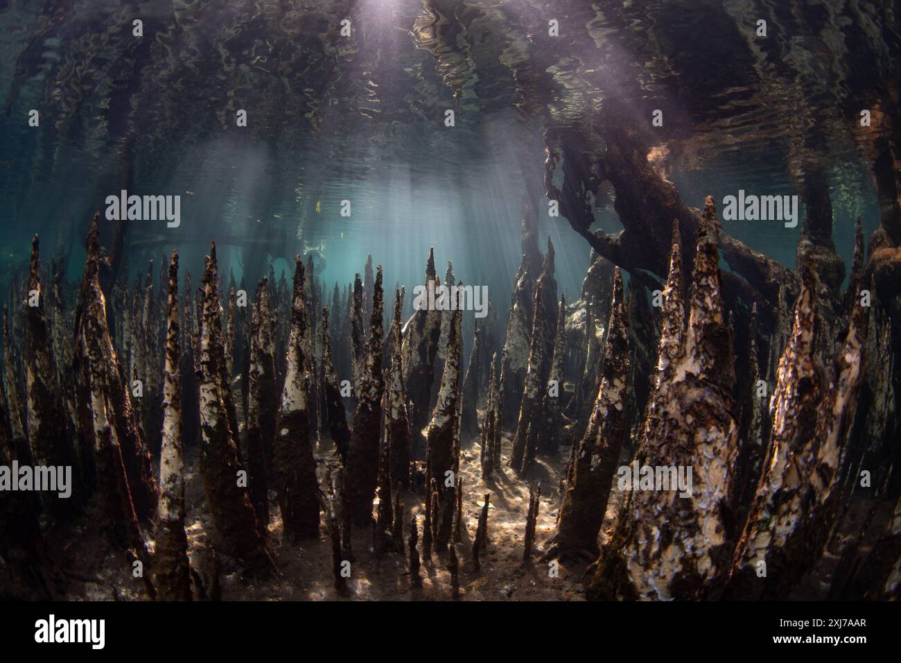 Spiky pneumatophores rise from a mangrove forest on the coast of ...
