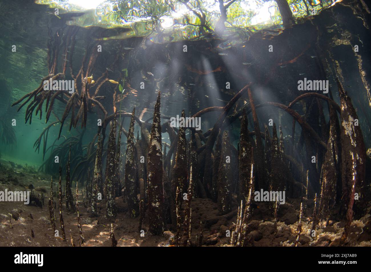 Spiky pneumatophores rise from a mangrove forest on the coast of ...