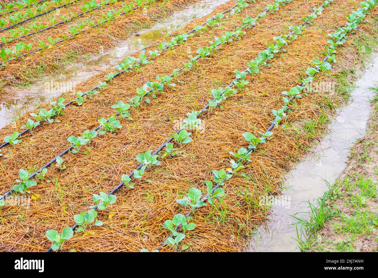 Irrigation system cabbage hi-res stock photography and images - Alamy