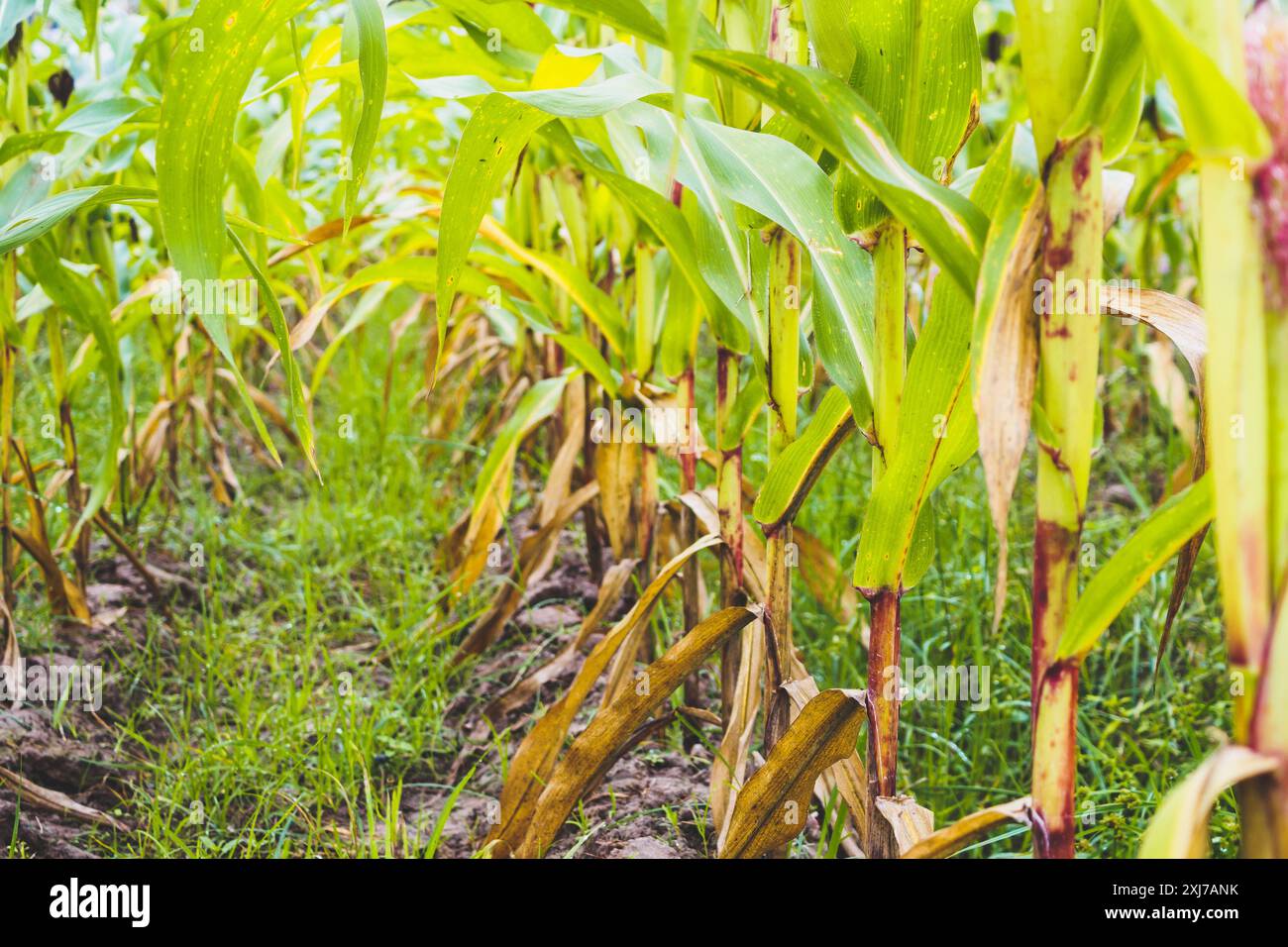 Corn plant with green leaves growth in agriculture field outdoor Stock ...