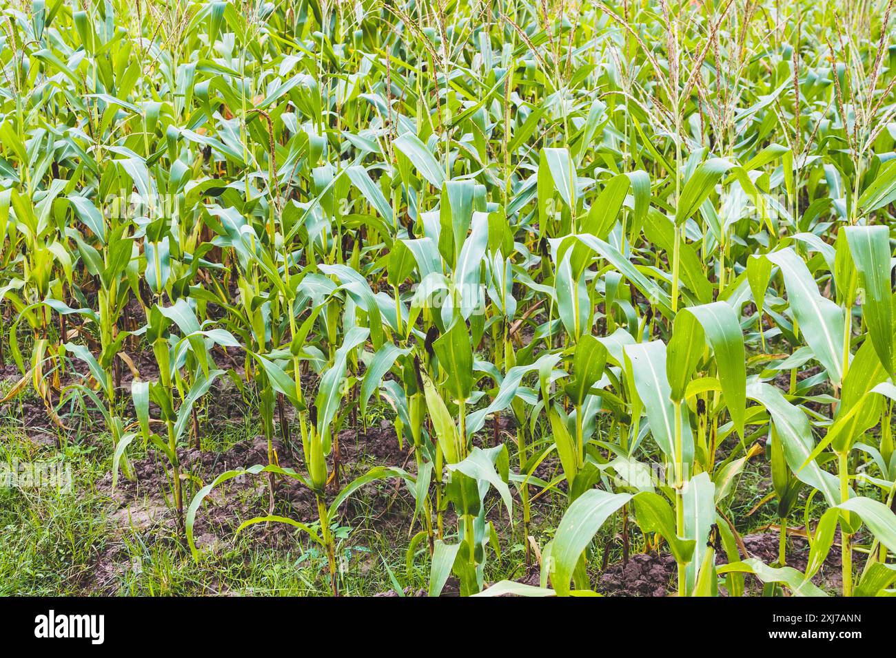 Corn plant with green leaves growth in agriculture field outdoor Stock ...