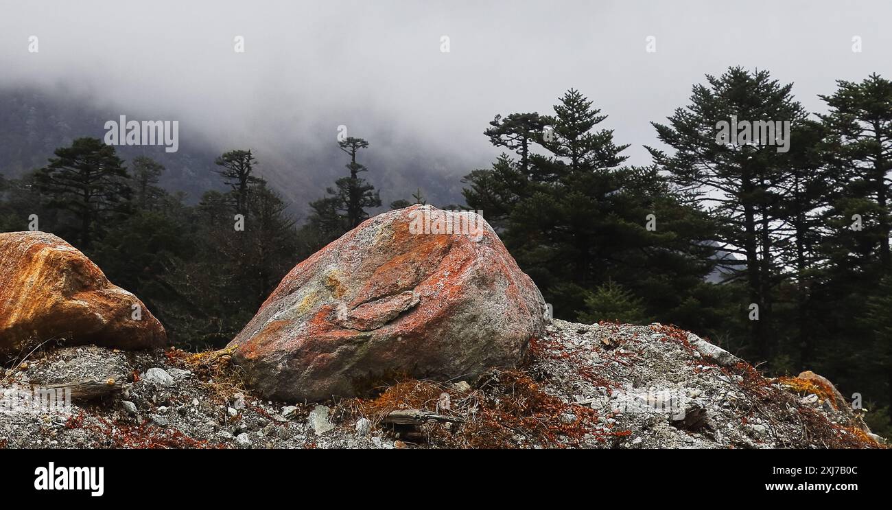 coniferous forest and wilderness of alpine mountain landscape of ...