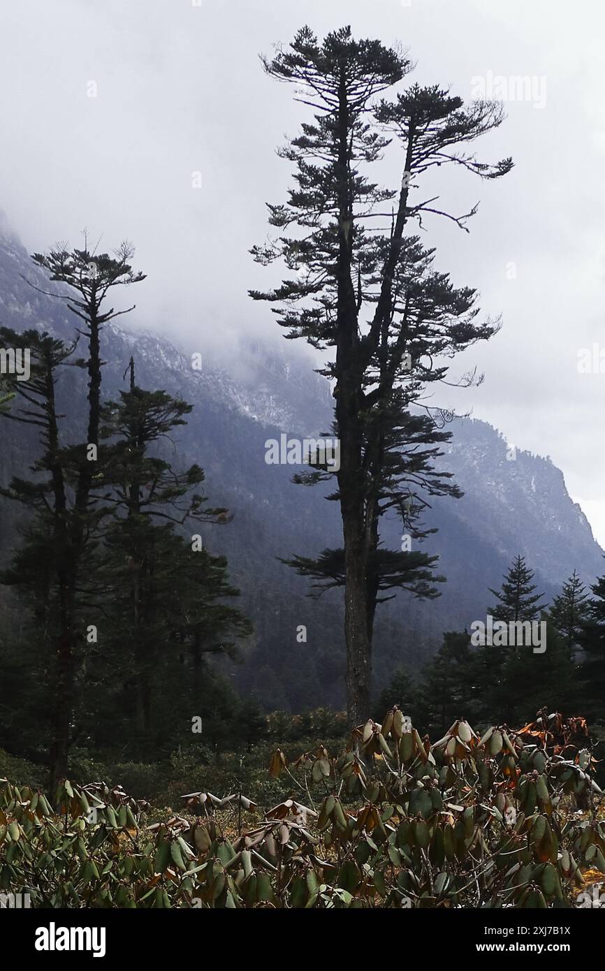 coniferous forest and wilderness of alpine mountain landscape of ...