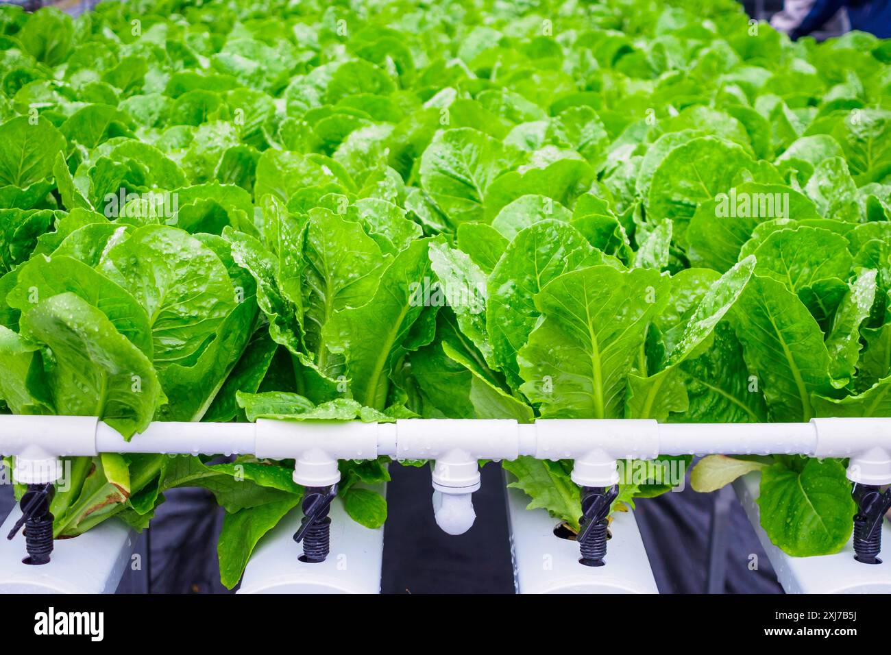 Fresh organic green leaves cos romaine lettuce salad plant in ...