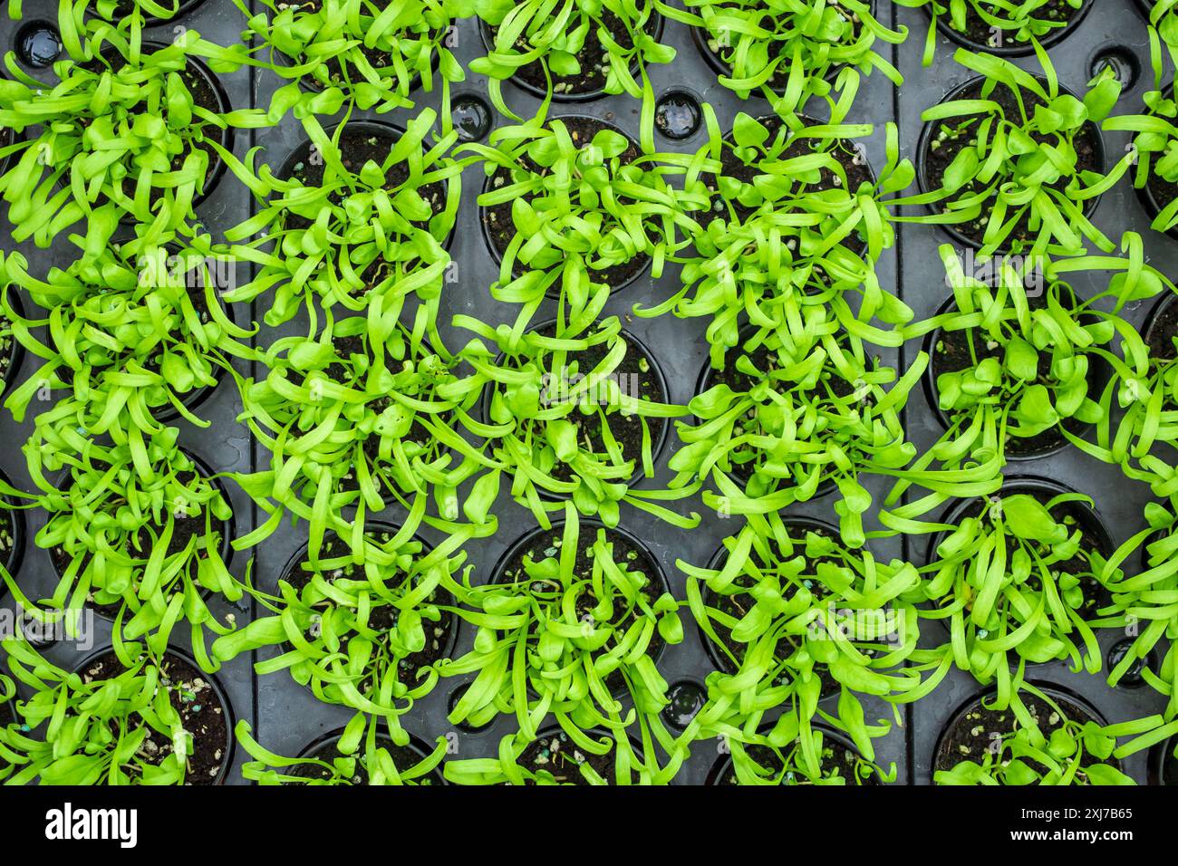 vegetable sprout seedling growing in nursery tray, top view Stock Photo ...