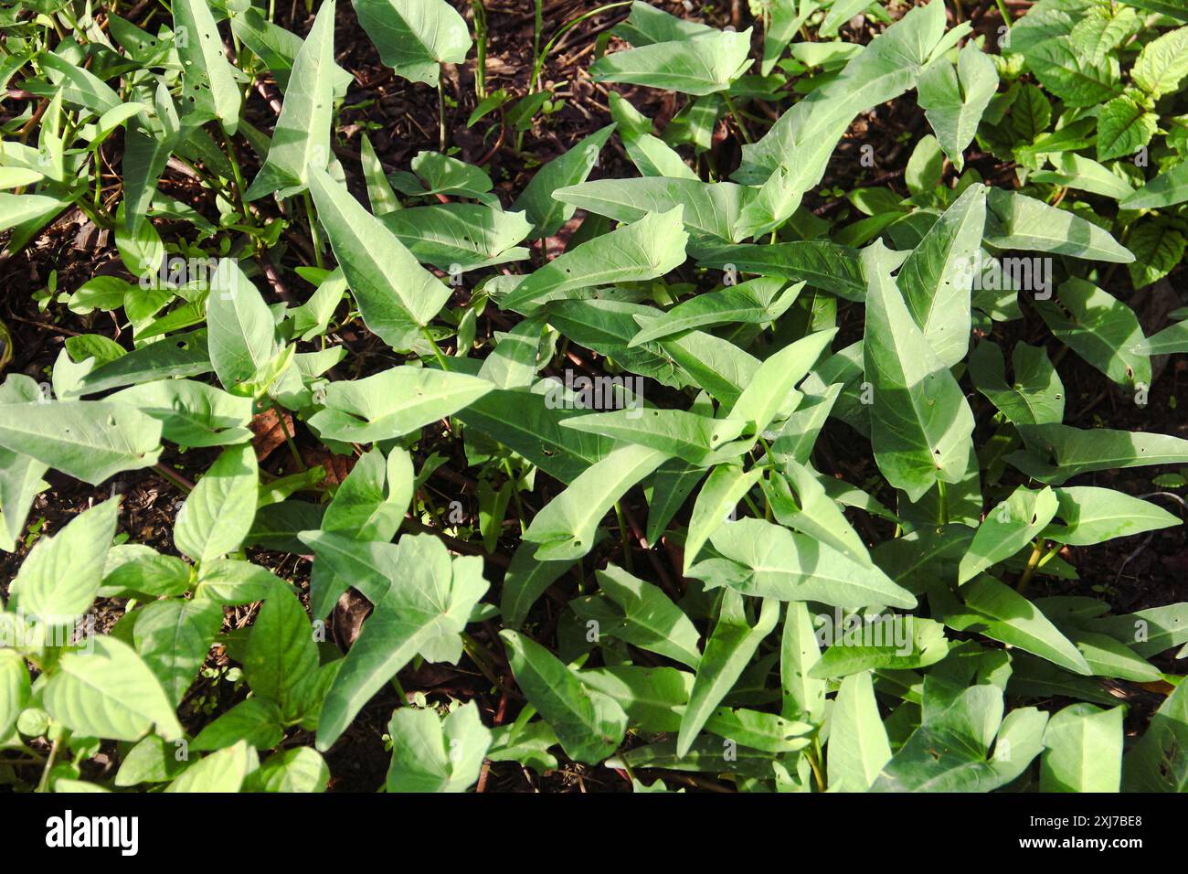 Ipomoea aquatica or water spinach and often also called kale or ...