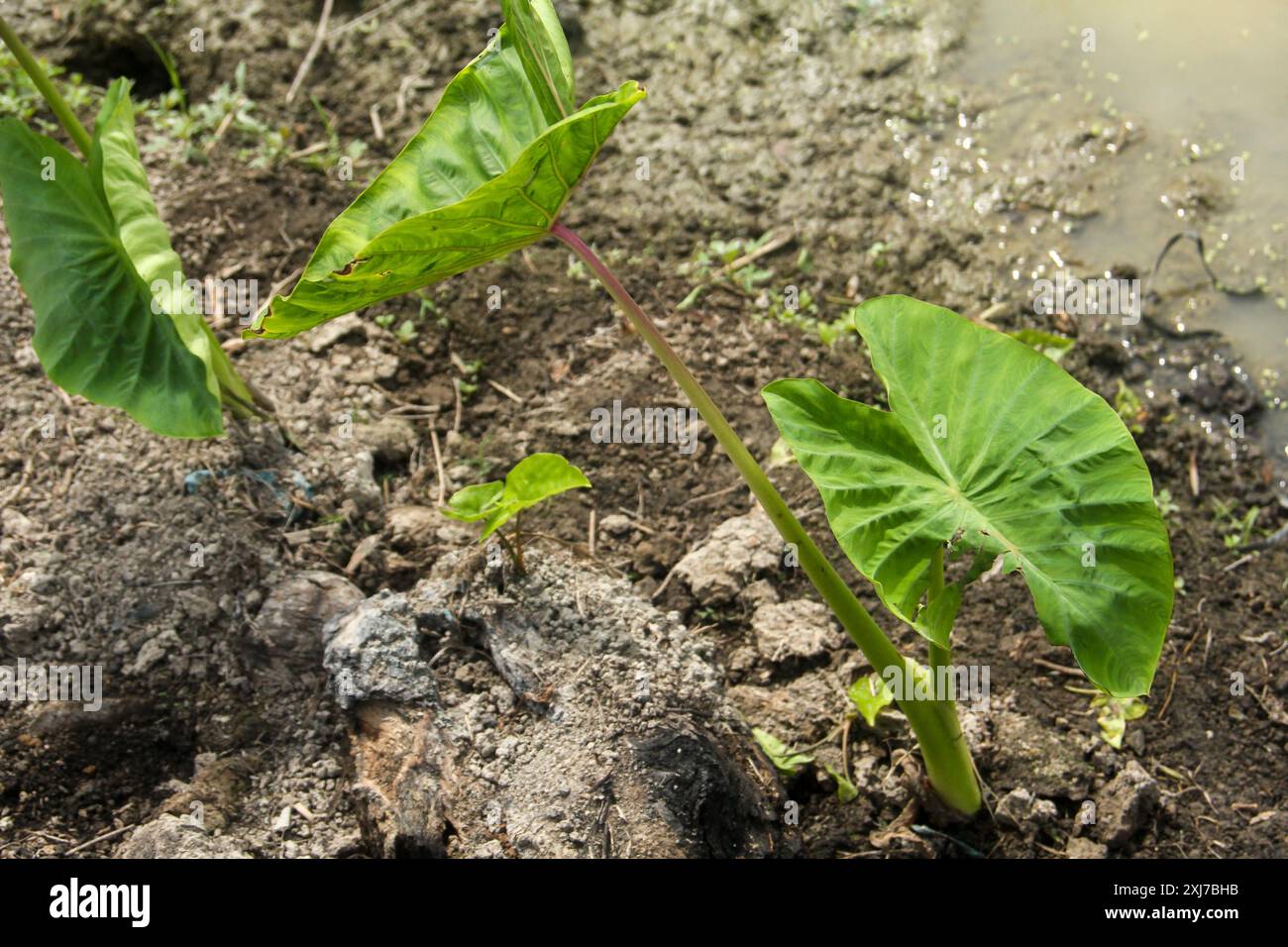 Caladium plants that thrive on humus soil which has high nutrients and ...