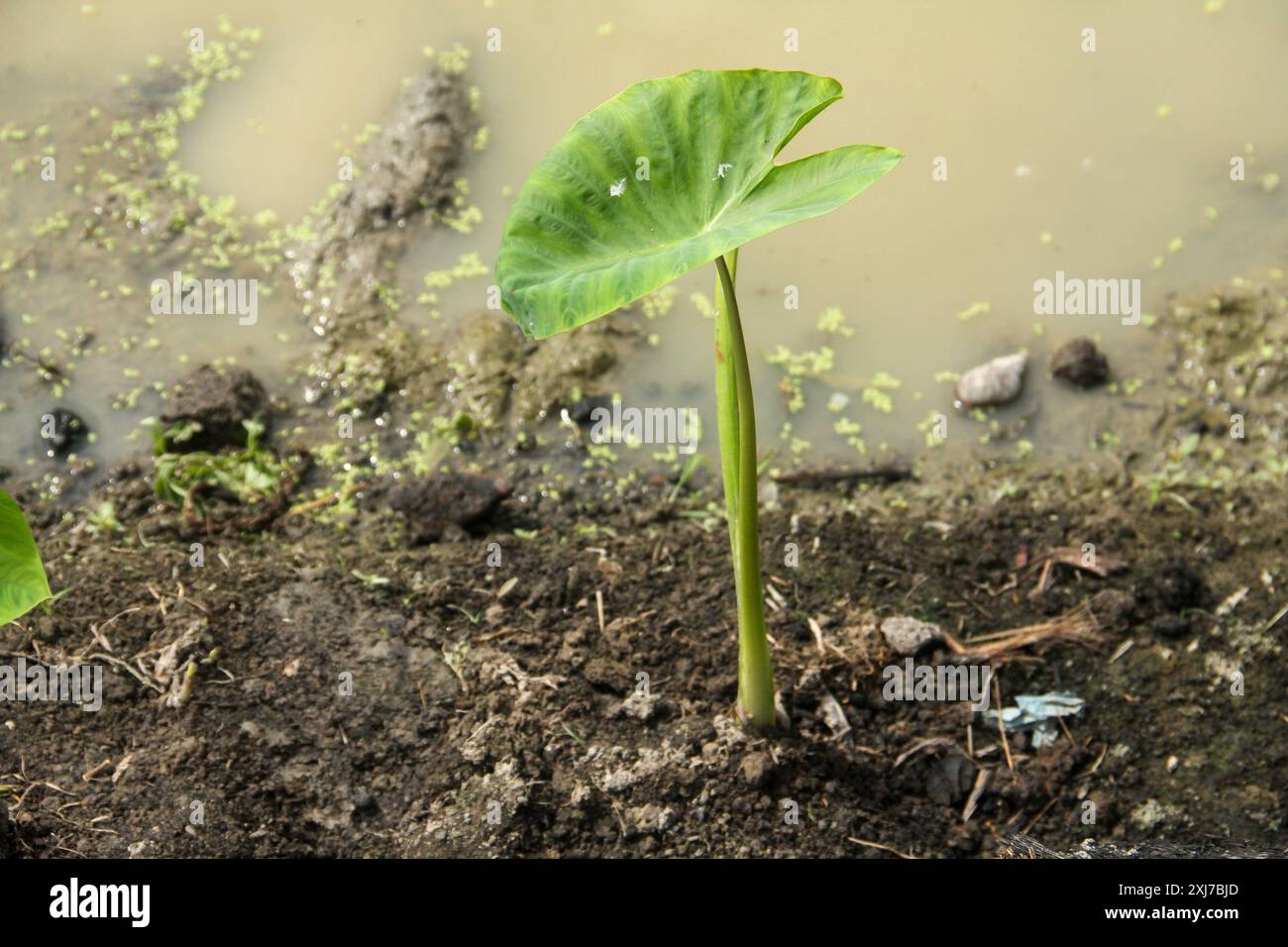 Caladium plants that thrive on humus soil which has high nutrients and moisture Stock Photo - Alamy