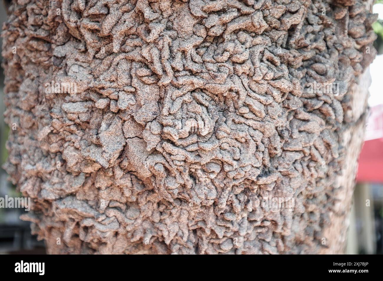 Termites nest on old tree Stock Photo - Alamy