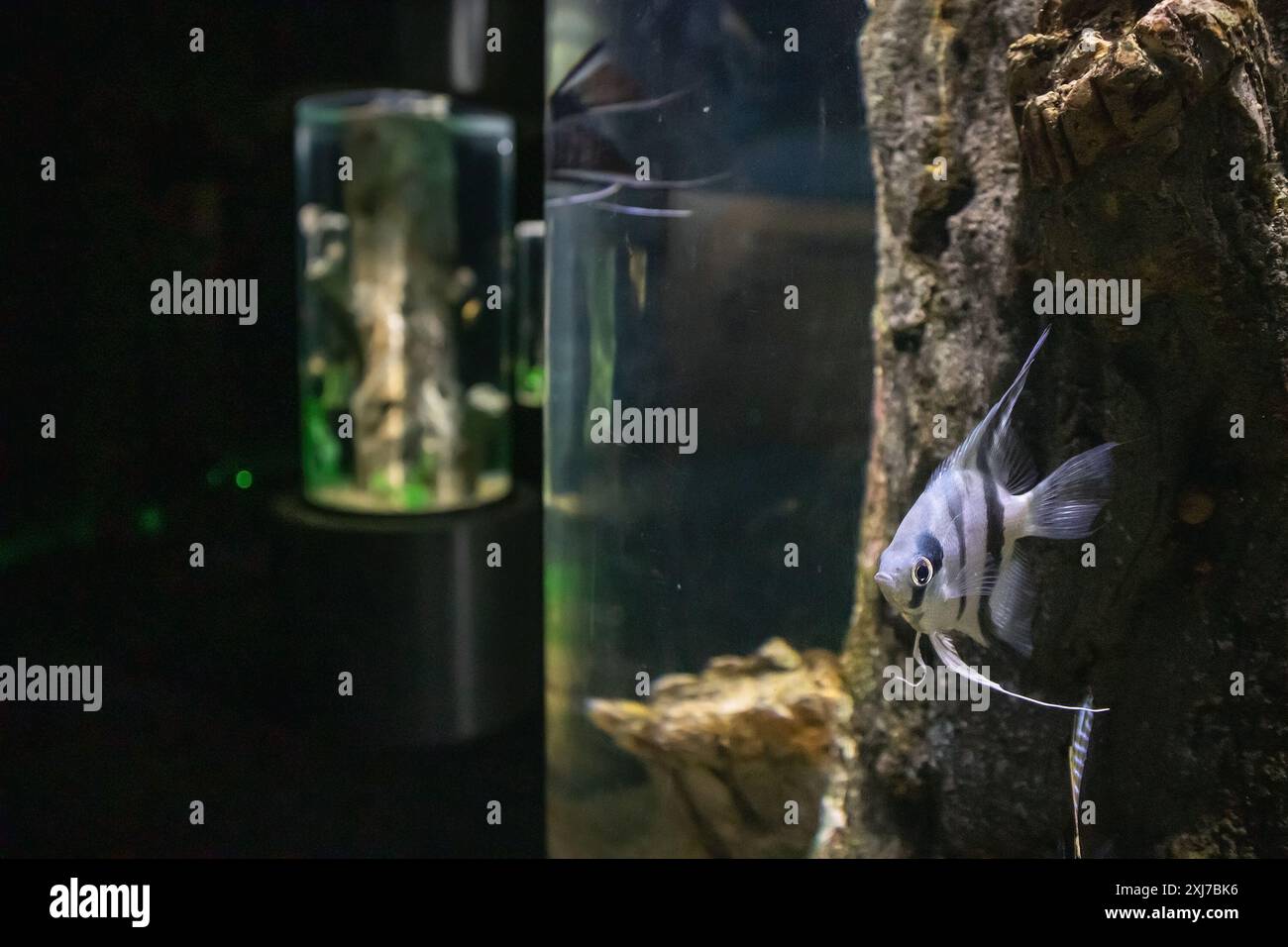 Angelfish pterophyllum scalare aquarium fishes hi-res stock photography ...