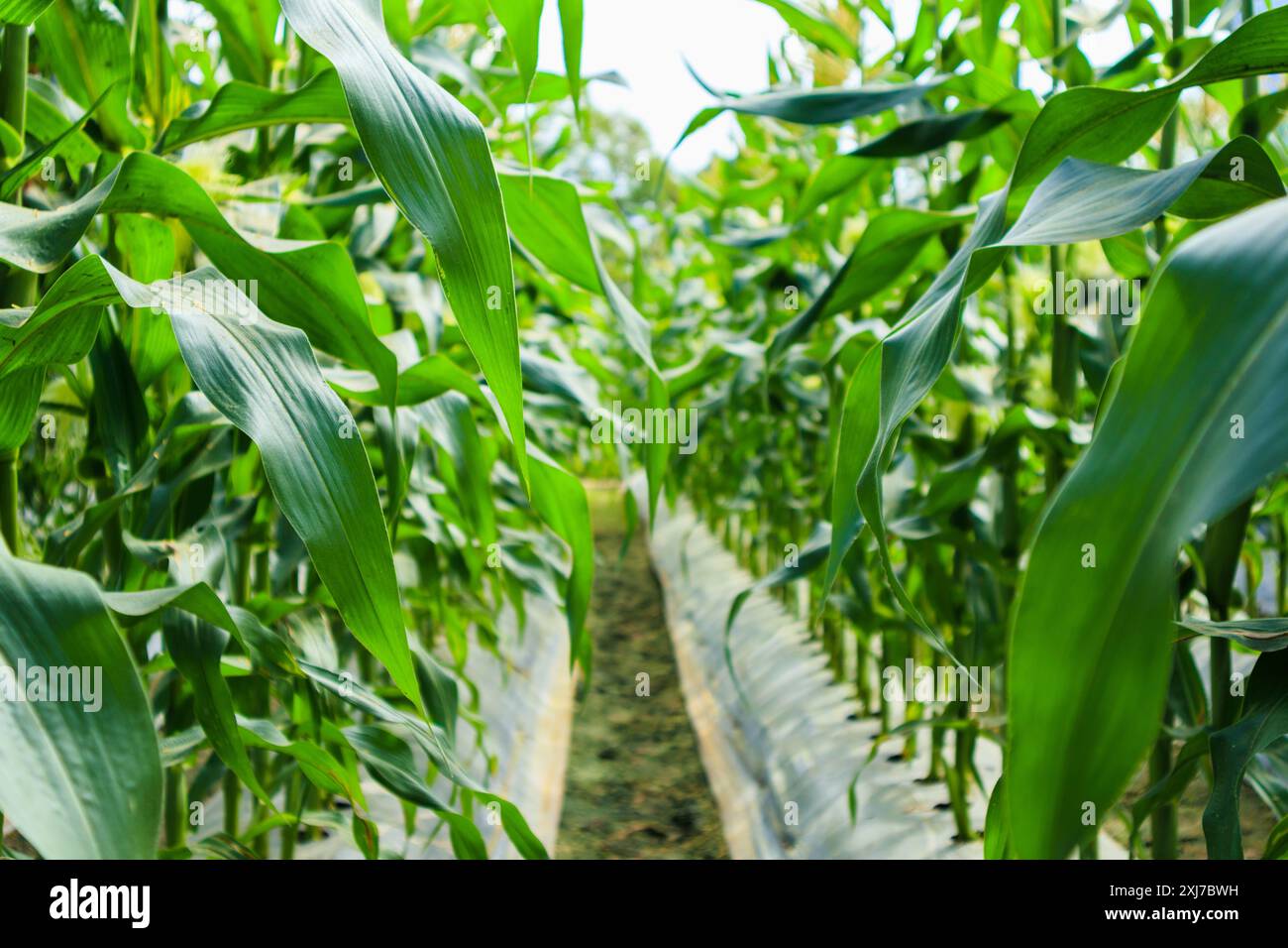 Corn plant with green leaves growth in agriculture field outdoor Stock ...