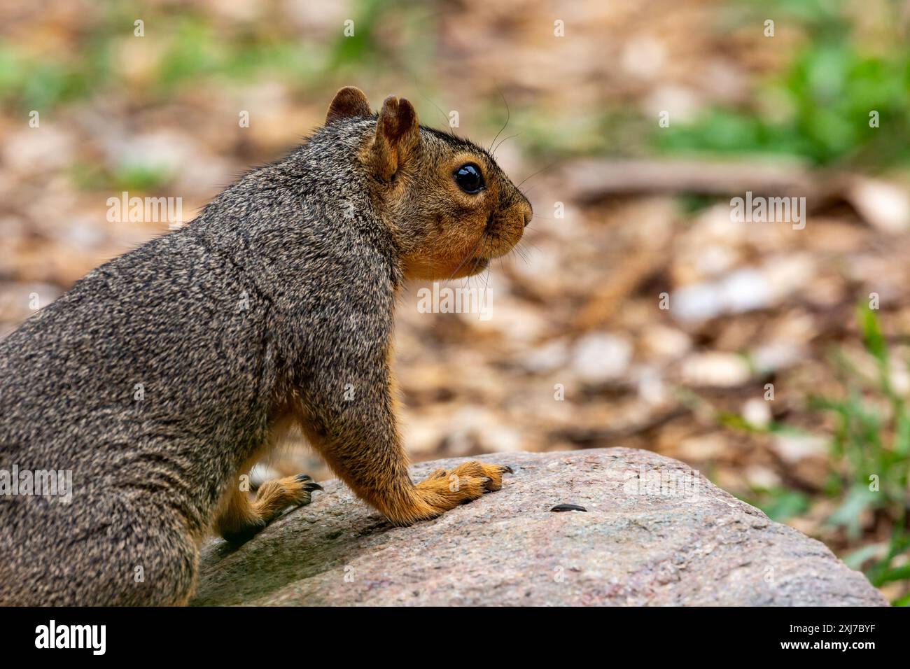 An Eastern Fox Squirrel in Northeast Indiana, USA Stock Photo - Alamy
