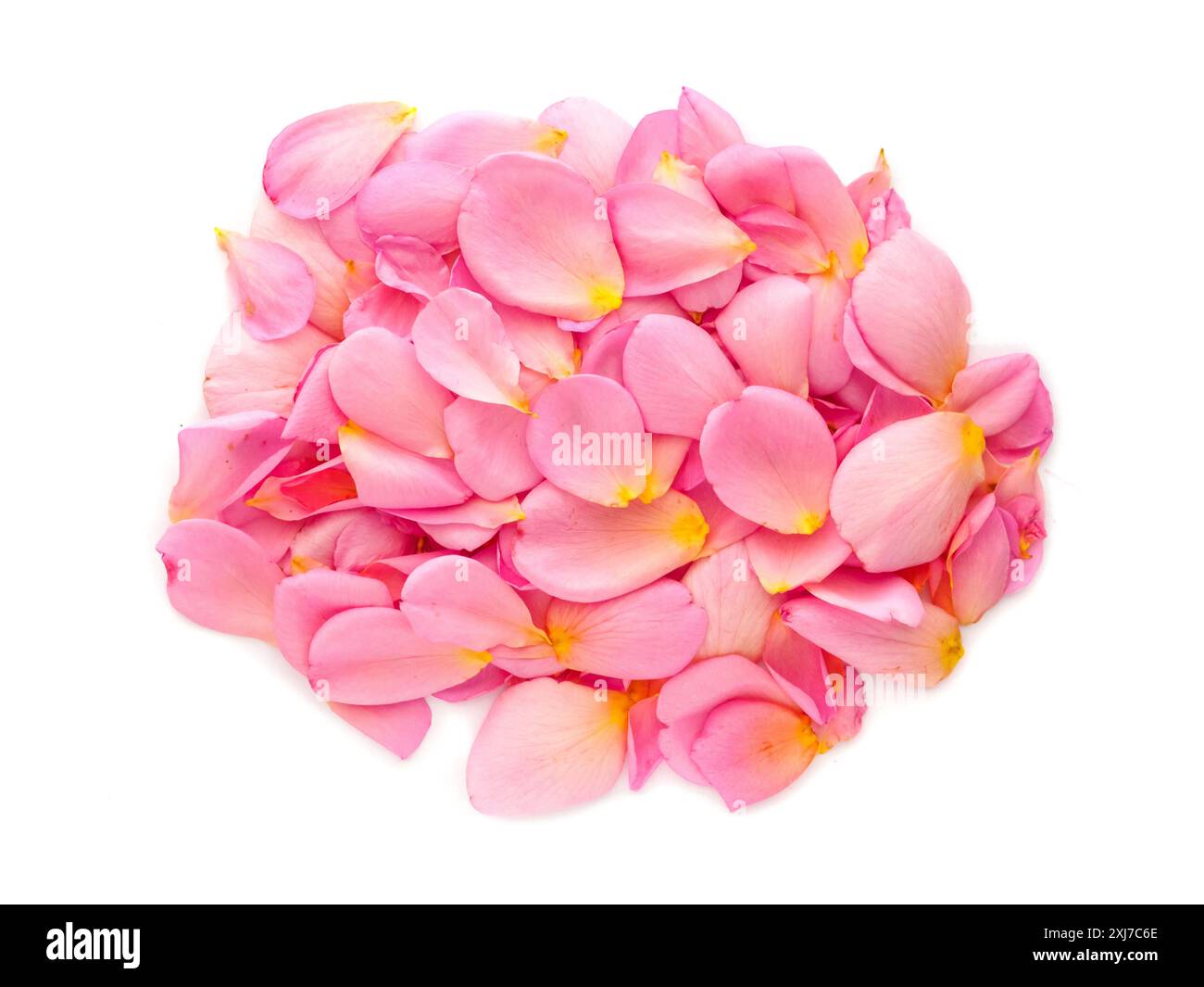 White rose petals top view Cut Out Stock Images & Pictures - Alamy