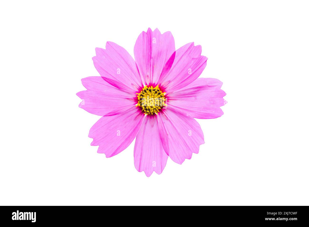 Pink cosmos flower isolated on white background with clipping path ...