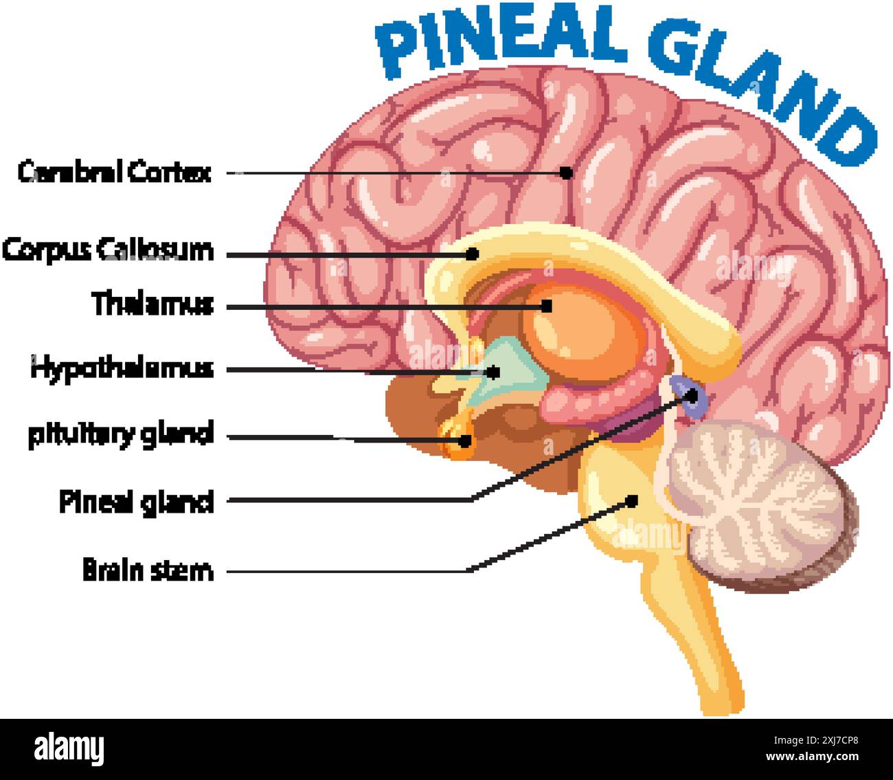 Labeled illustration of brain and pineal gland Stock Vector Image & Art ... Labeled illustration of brain and pineal gland Stock Vector Image & Art ...