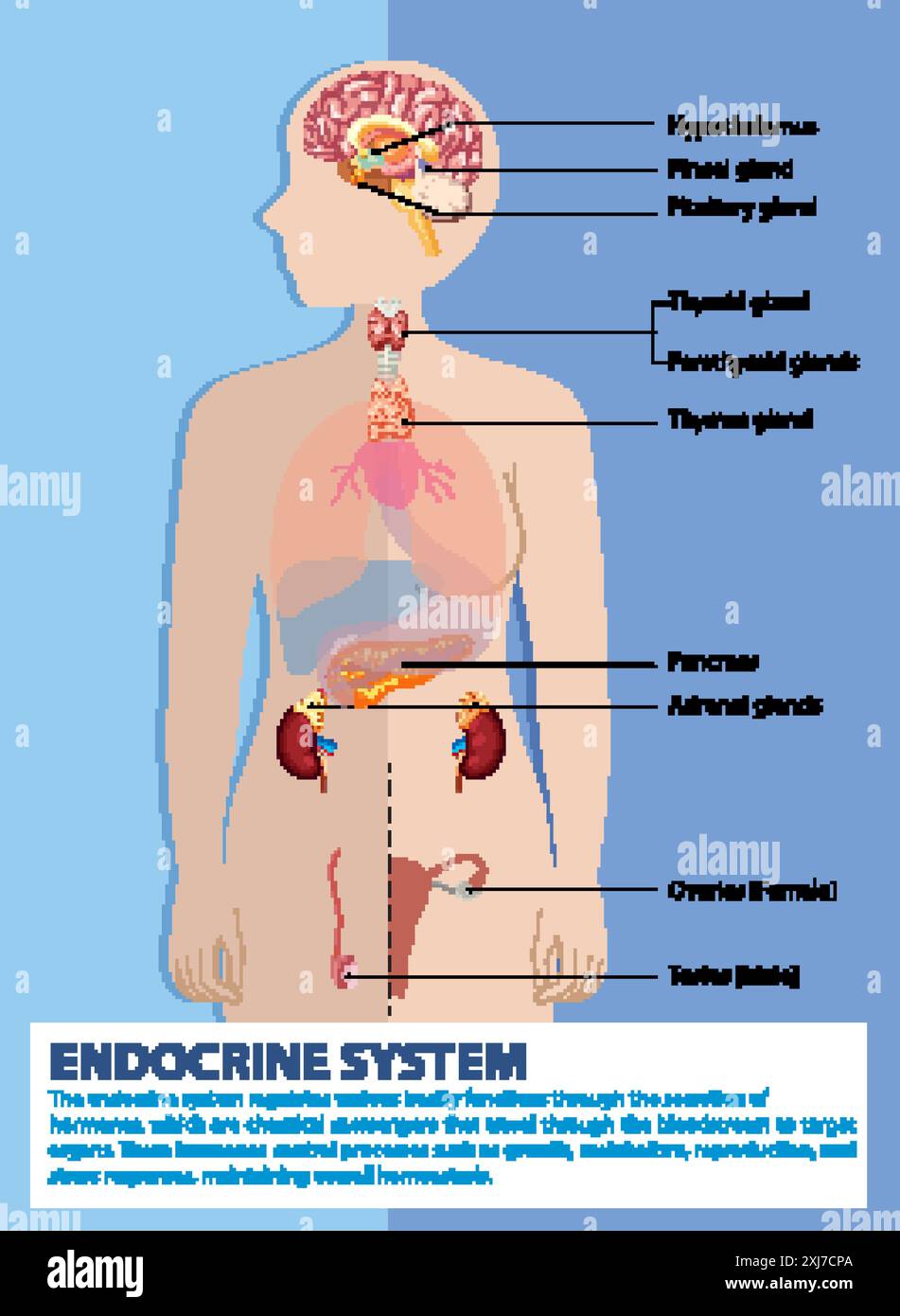 Illustration Of Endocrine Glands And Their Functions Stock Vector Image And Art Alamy